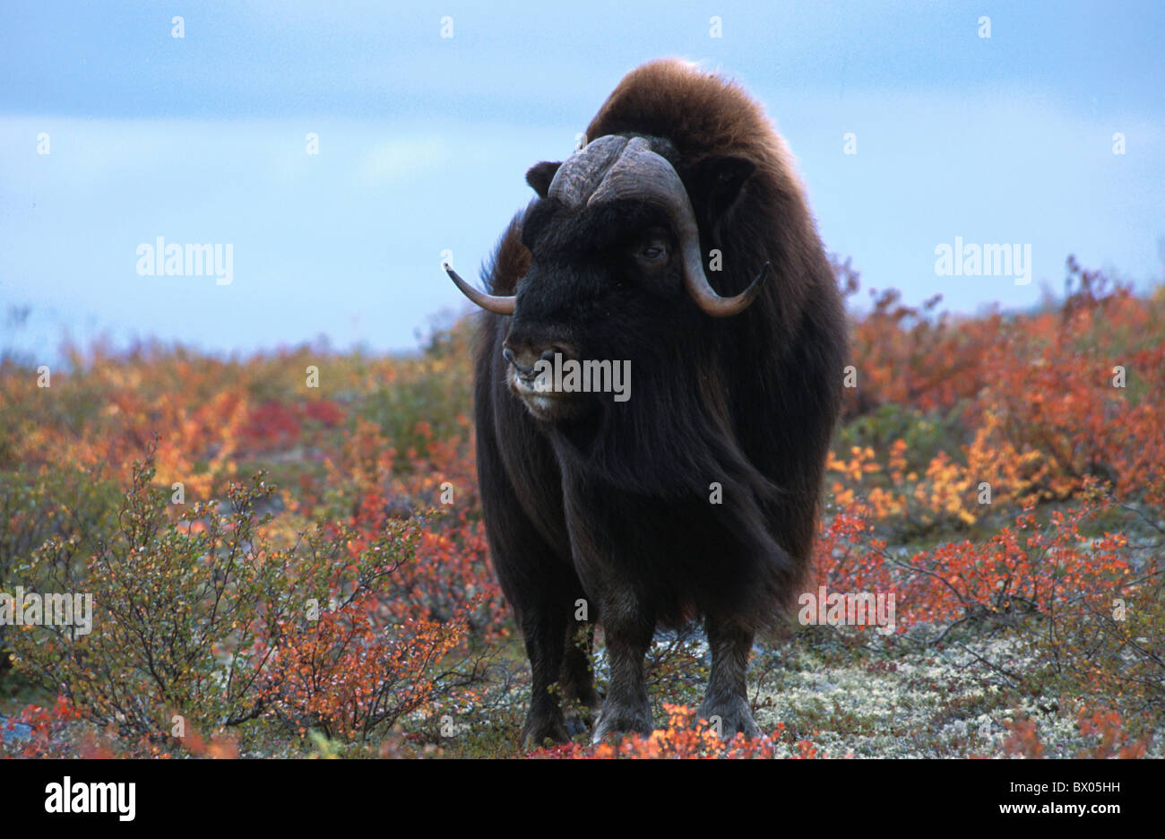 M ox hi-res stock photography and images - Alamy