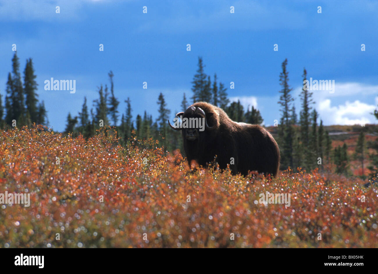 animal animals bushes Canada North America America Barrenlands moor ...