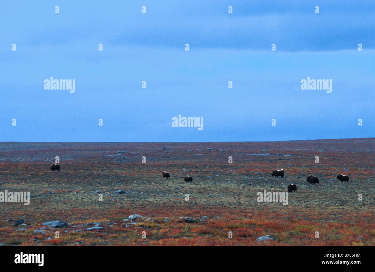Scanty bushes hi-res stock photography and images - Alamy