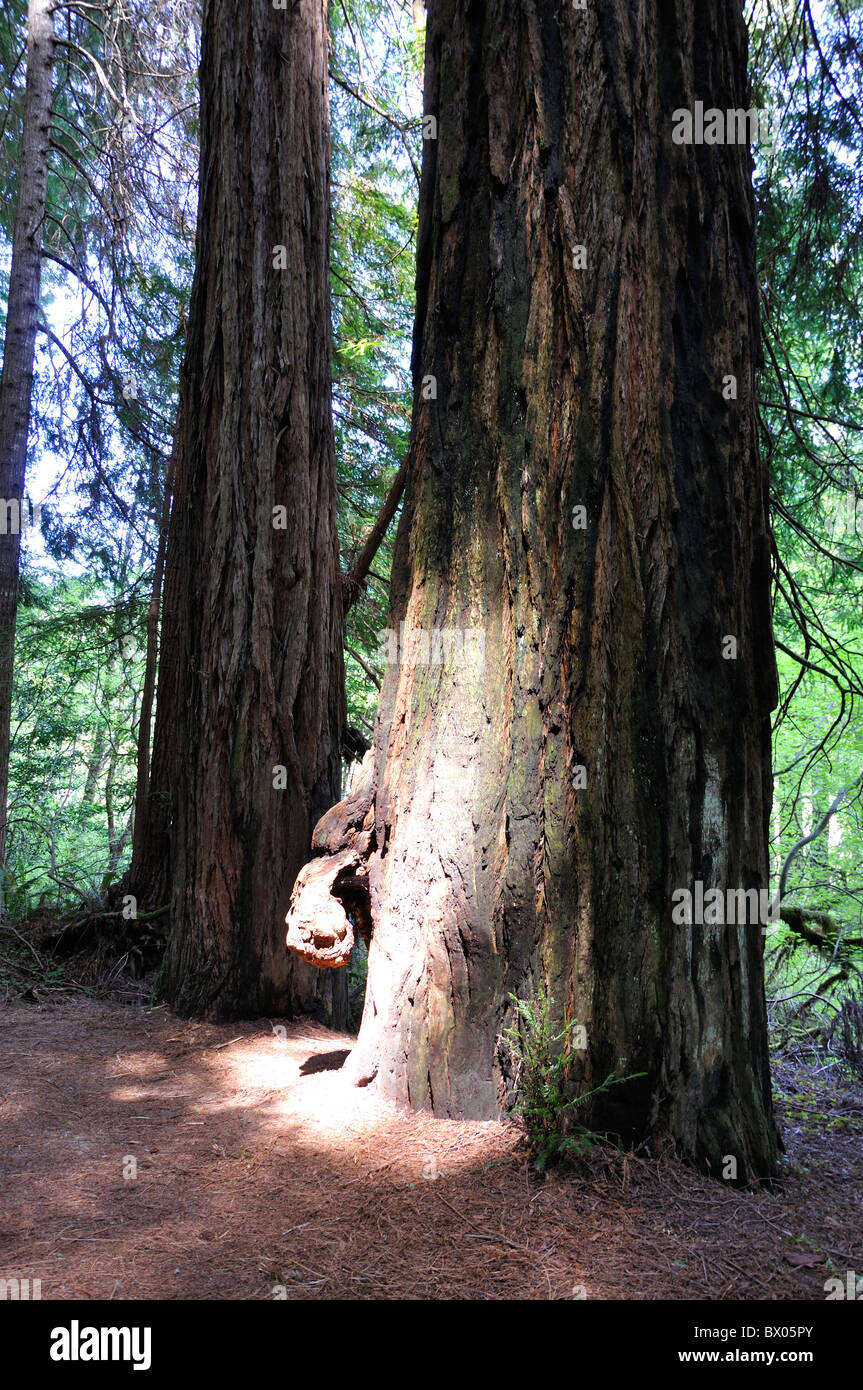 Redwoods National Park, California, USA Stock Photo - Alamy