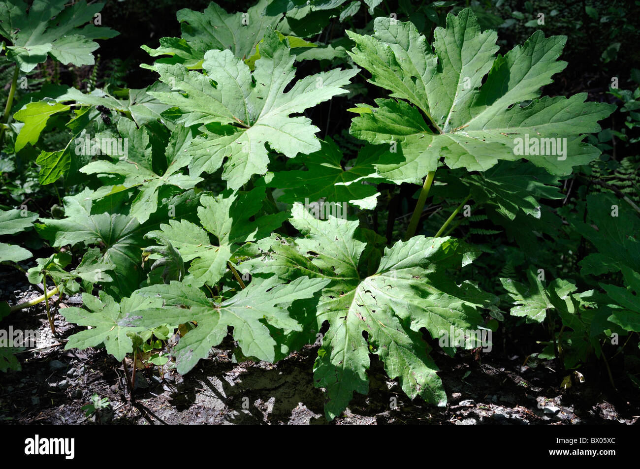 Hydrophyllum tenuipes, Pacific Waterleaf, Redwoods National Park ...