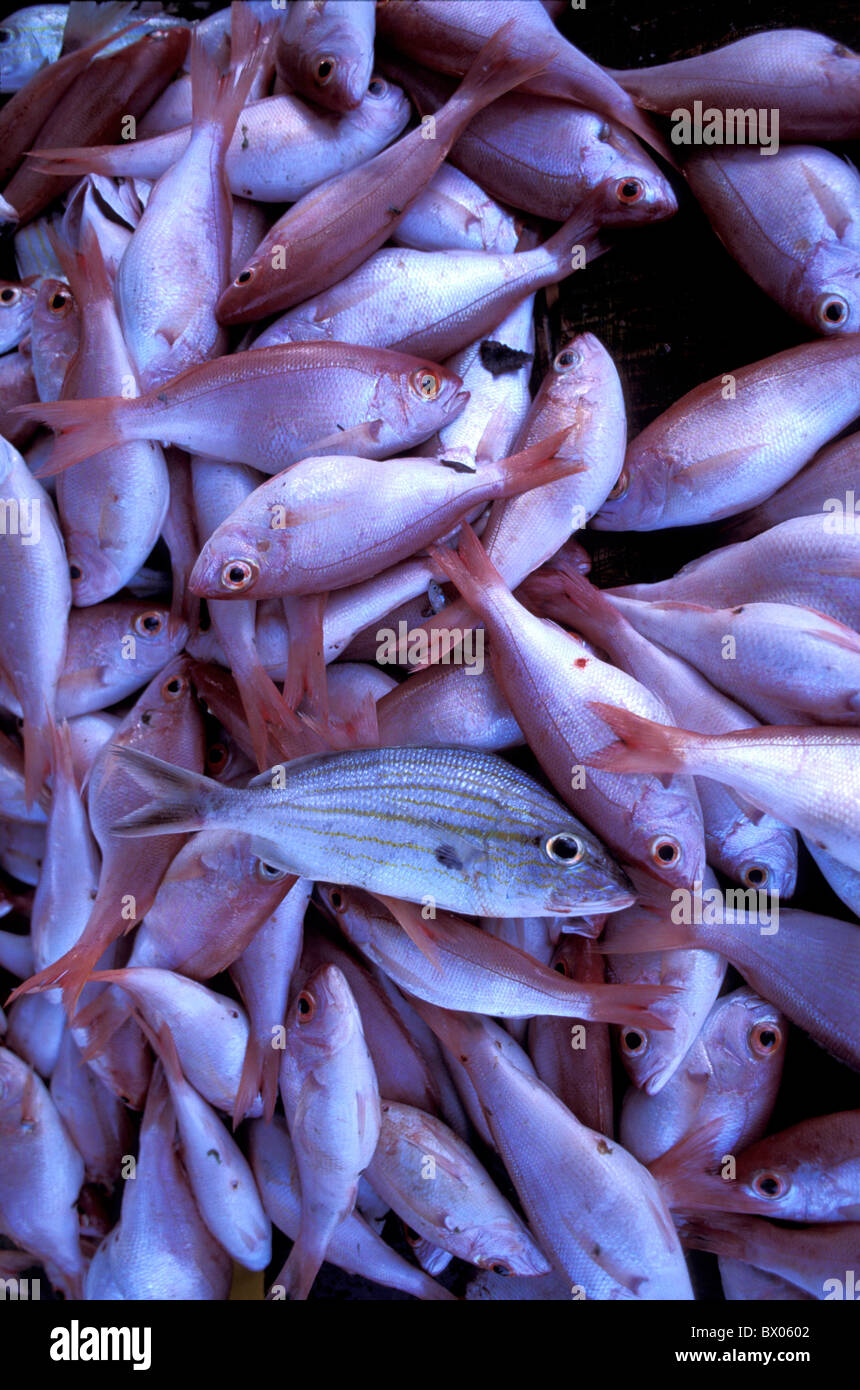 catch fish fishery fishing food Red Snapper Caribbean to fish Tobago ...