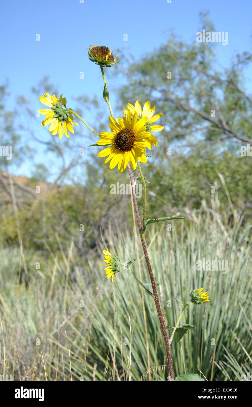 Helianthus annuus sunflower, Texas, USA Stock Photo - Alamy