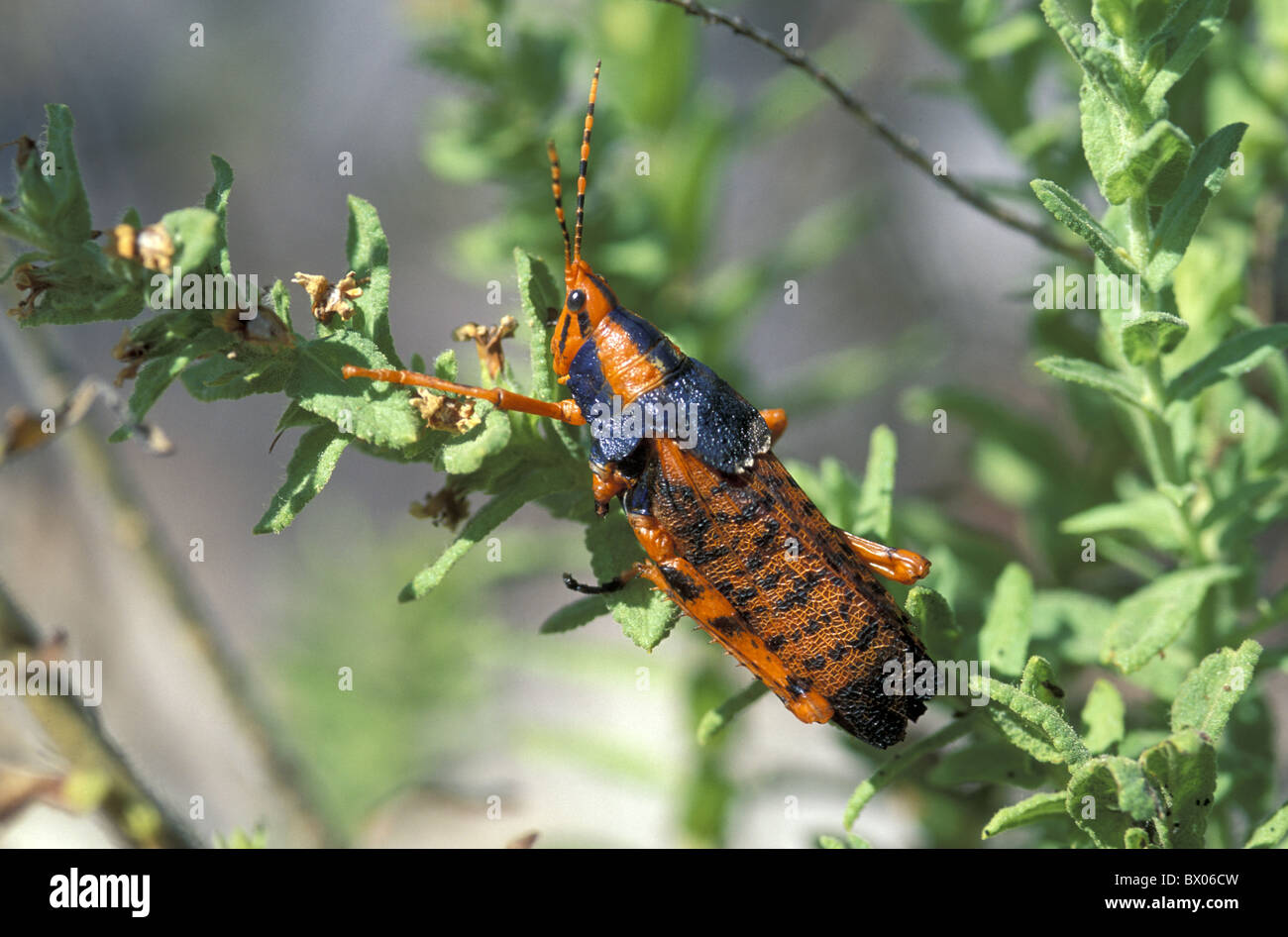 animal animals Australia grasshopper insect Leichhardt Grasshopper ...