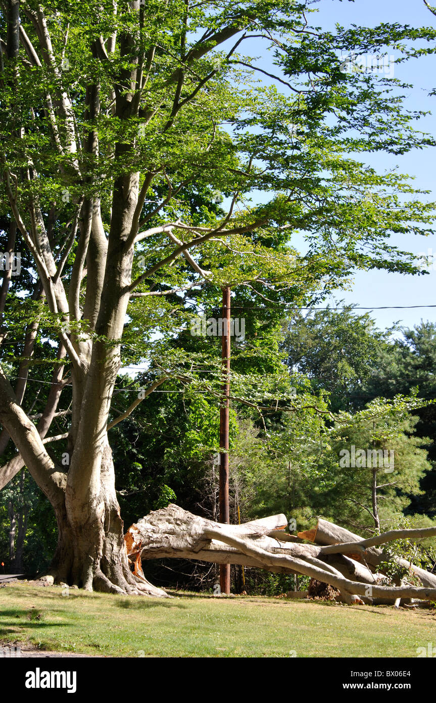 Tree after storm with broken off branch Stock Photo - Alamy