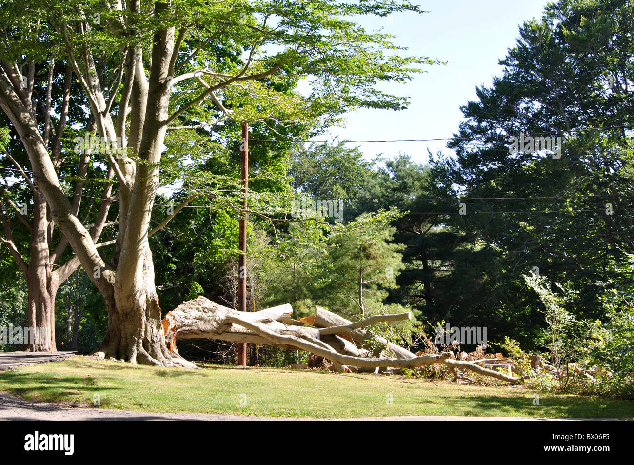 Tree after storm with broken off branch Stock Photo - Alamy