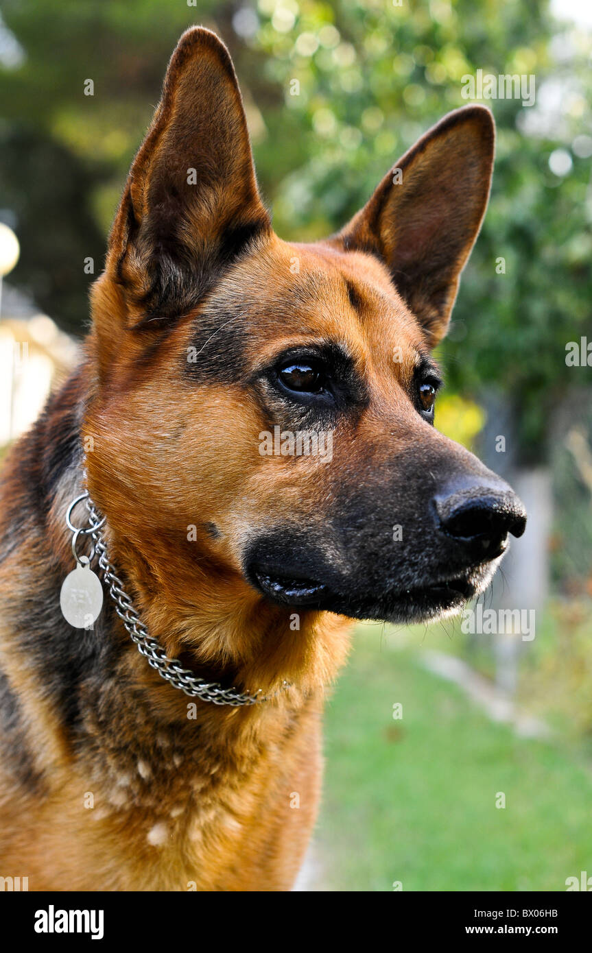 Clever sheep hi-res stock photography and images - Alamy