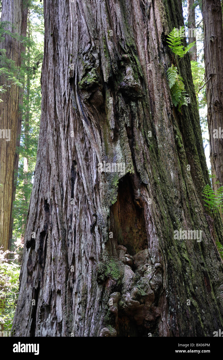 Redwoods National Park, California, USA Stock Photo - Alamy
