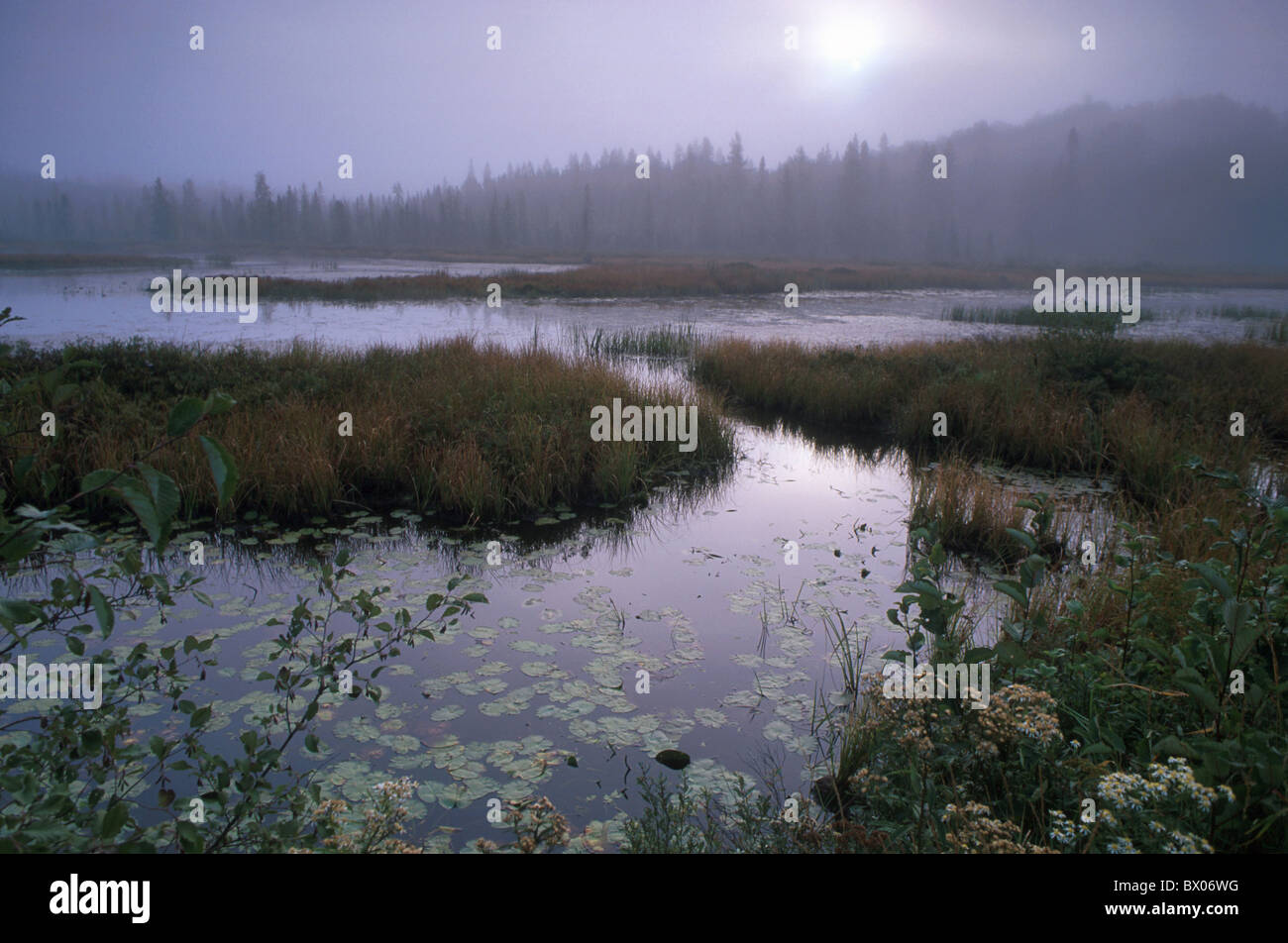 Algonquin Provincal park fog lake marsh moor Ontario Canada scenery ...
