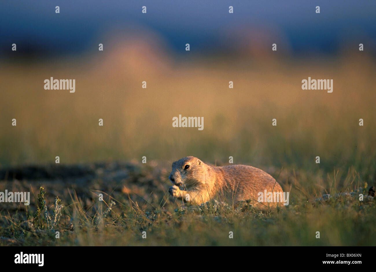 animal animals Black tailed Prairie Dog bull´s eye tail prairie dog ...