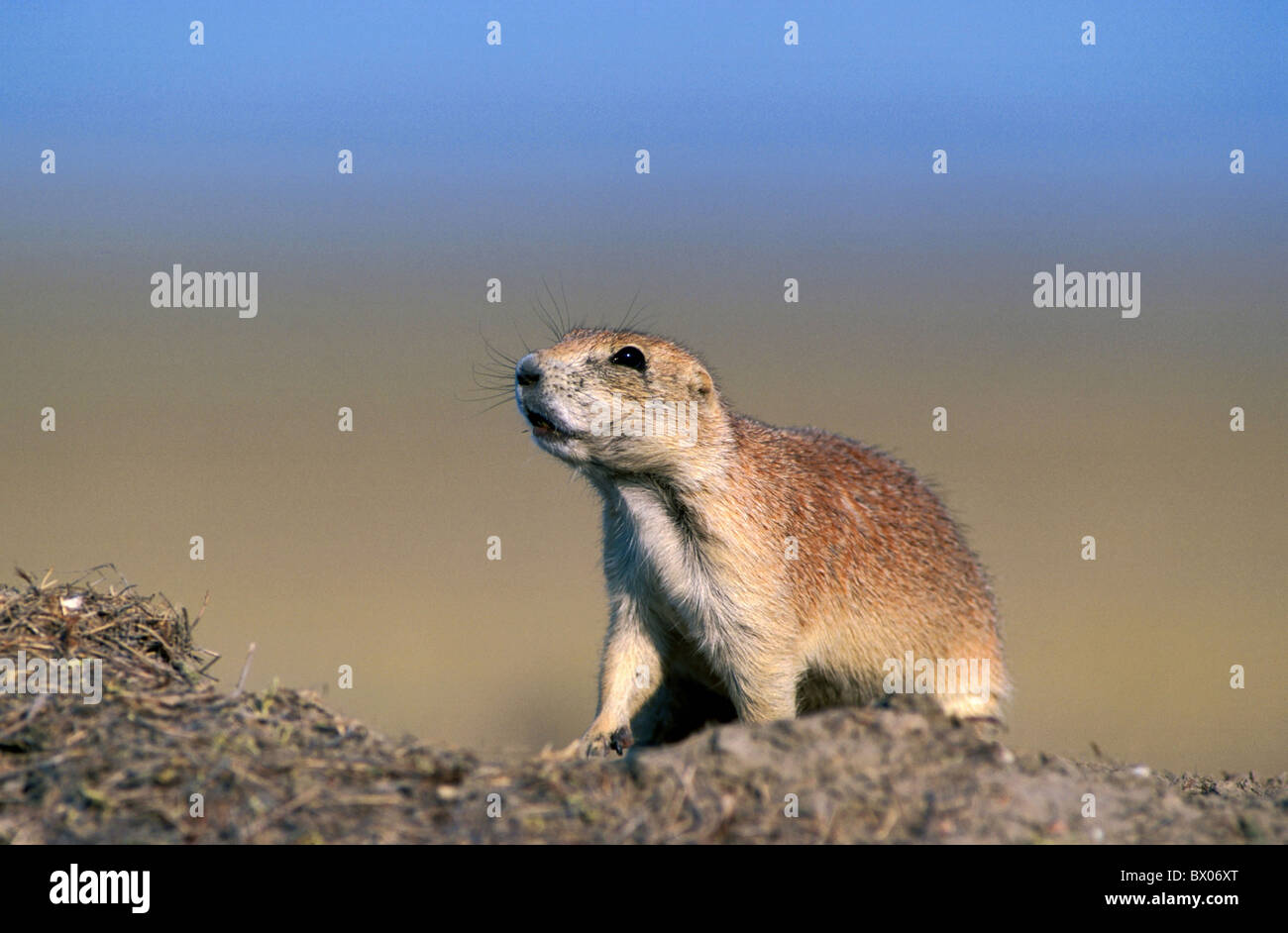 animal animals Black tailed Prairie Dog bull´s eye tail prairie dog ...