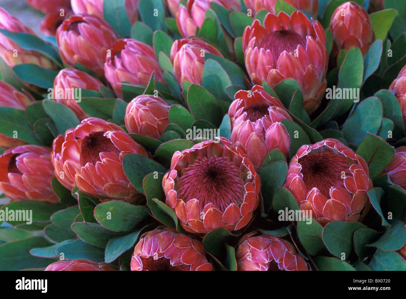 Red flowers plants hi-res stock photography and images - Alamy