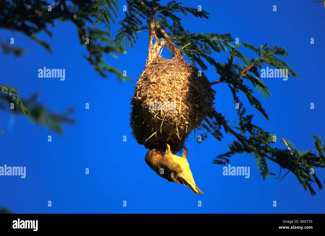 Africa animal animals bird birds nest Ploceidae South Africa tree ...