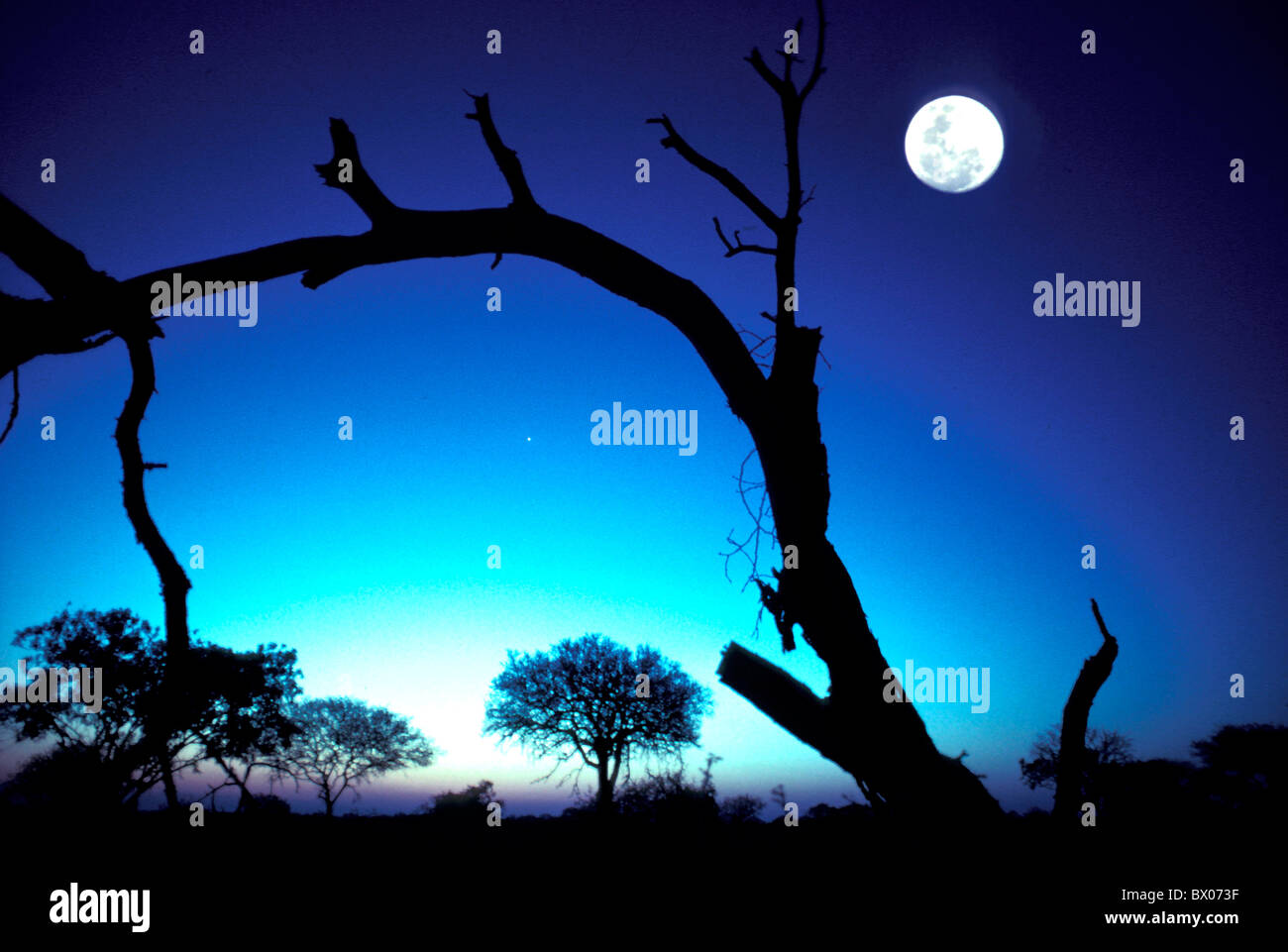 Africa at night full moon moon Mpumalanga night Sabi Sand Game Reserve ...