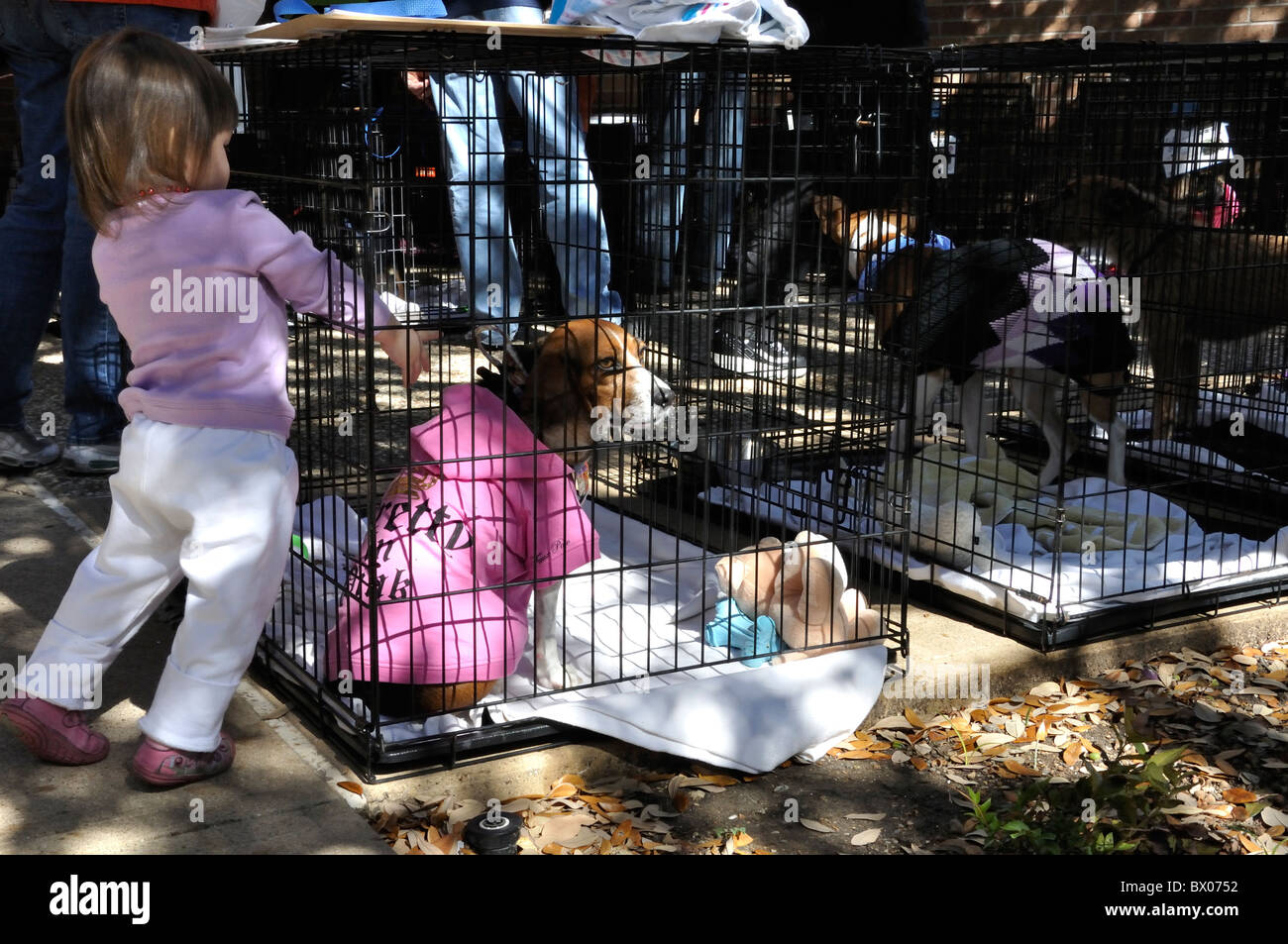 Dog in cage for adoption Stock Photo - Alamy