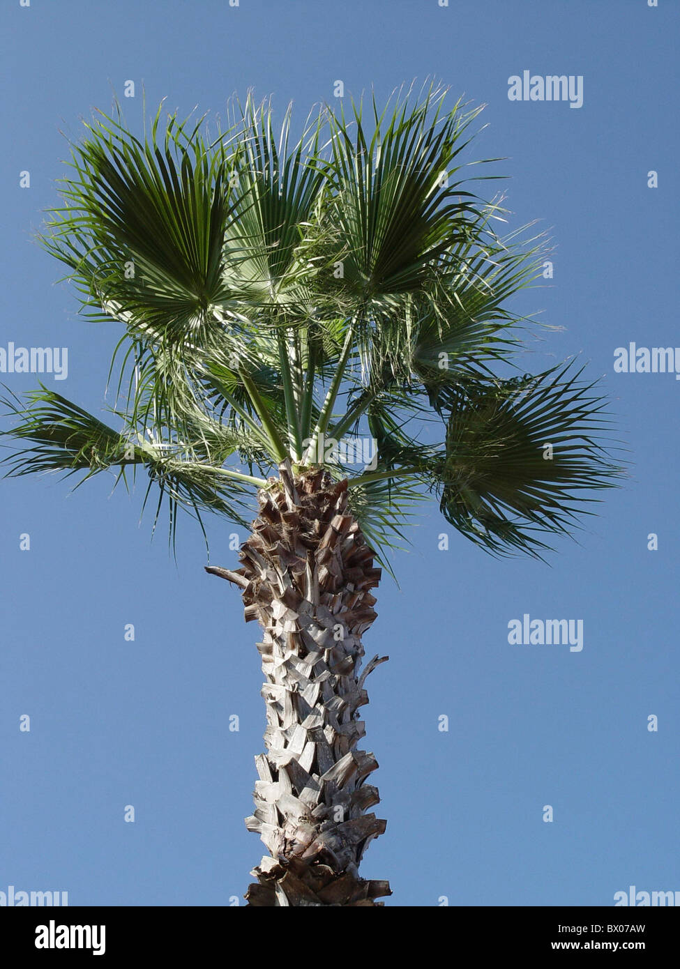 botany individual single flora Florida sky palm plants USA America ...