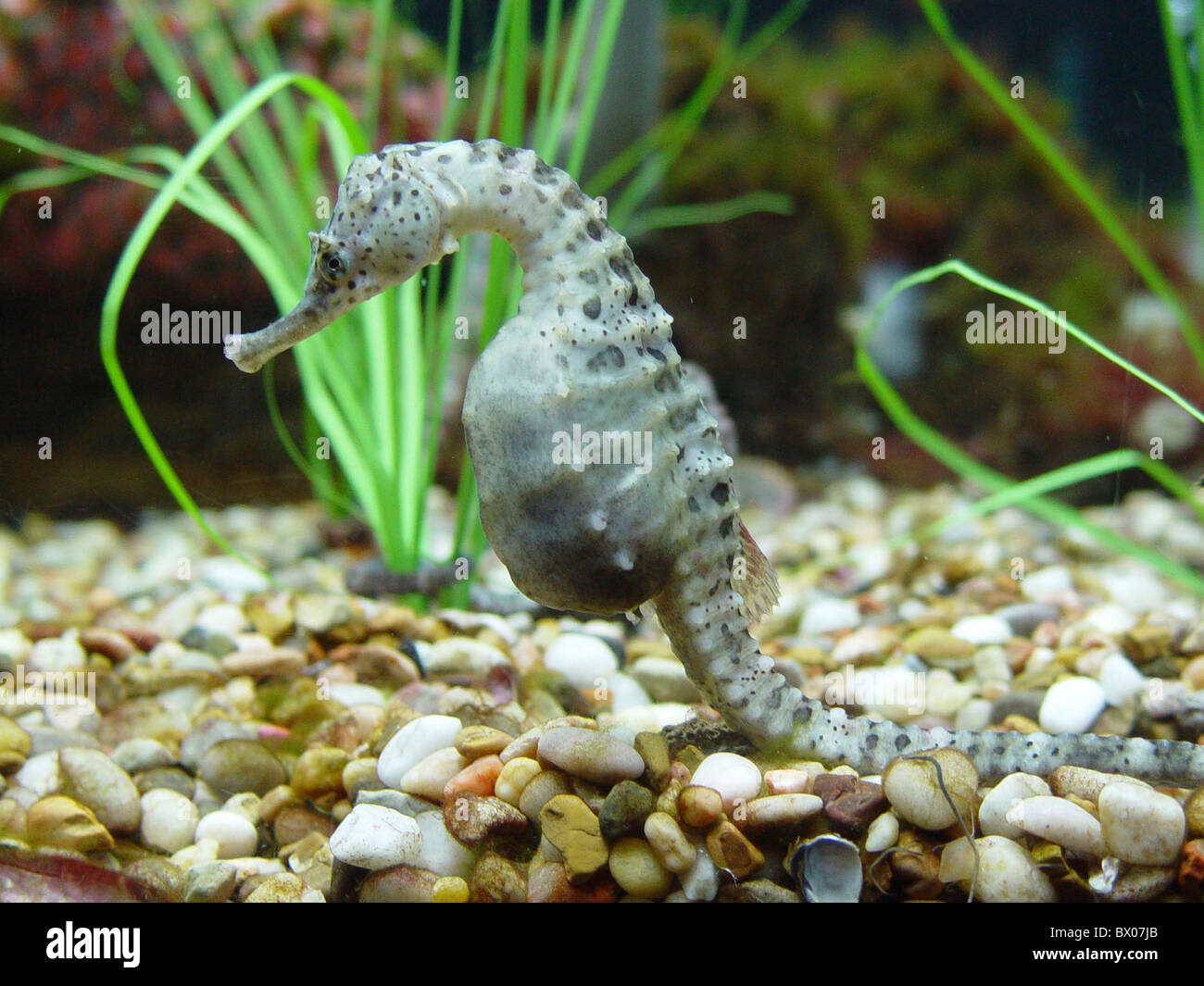 New orleans aquarium hi-res stock photography and images - Alamy