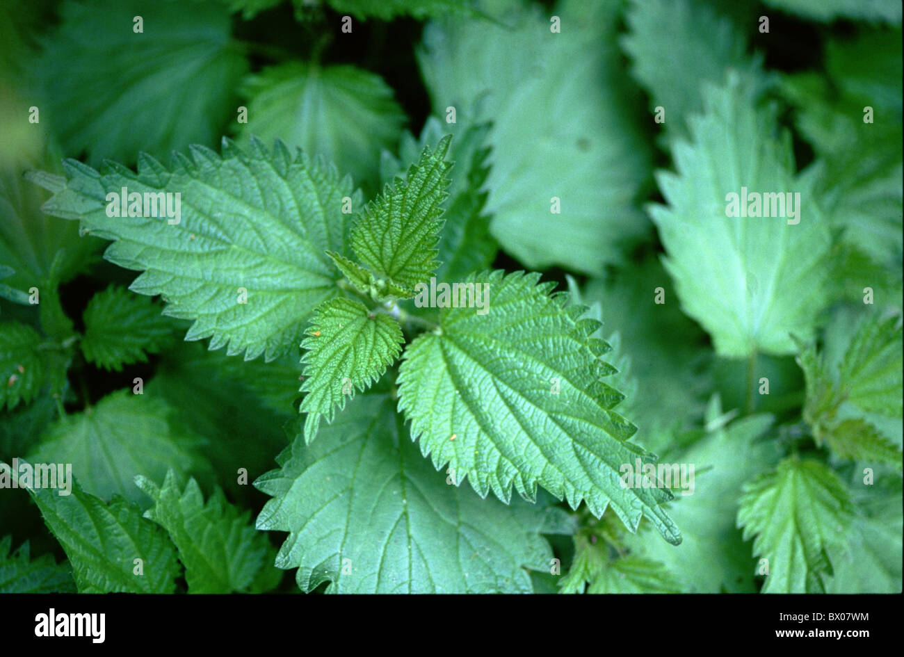 leaves botany nettle detail remedial plant herbs tops medicine nature ...