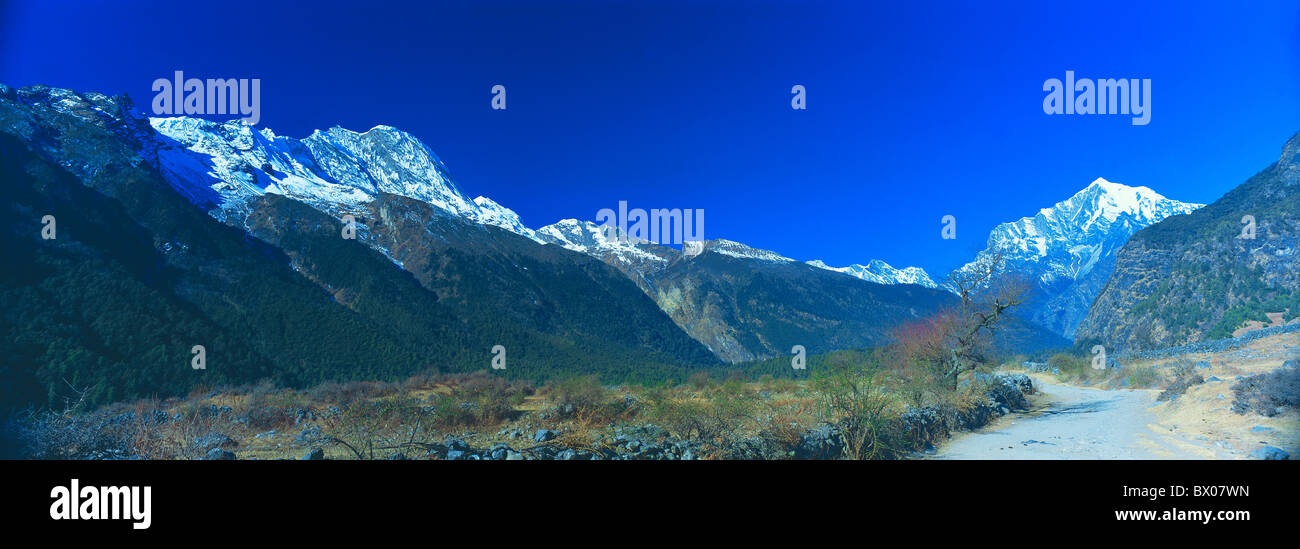 The lulang forest hi-res stock photography and images - Alamy