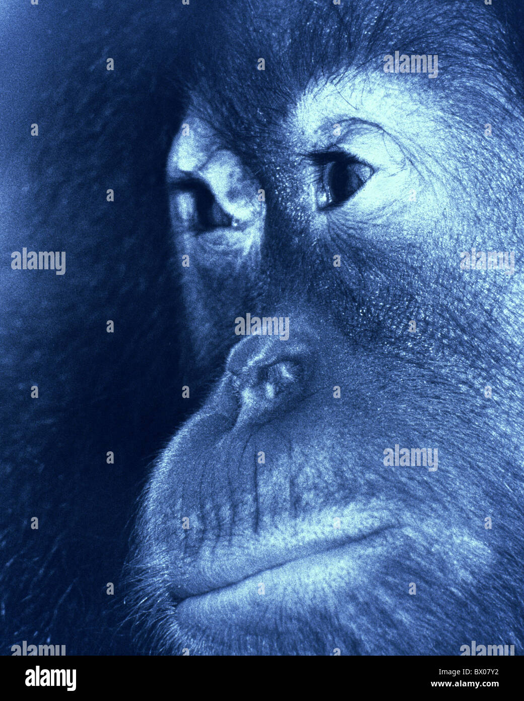 monkey alone blue lonely loneliness emotion cheerlessly feeling emotion ...