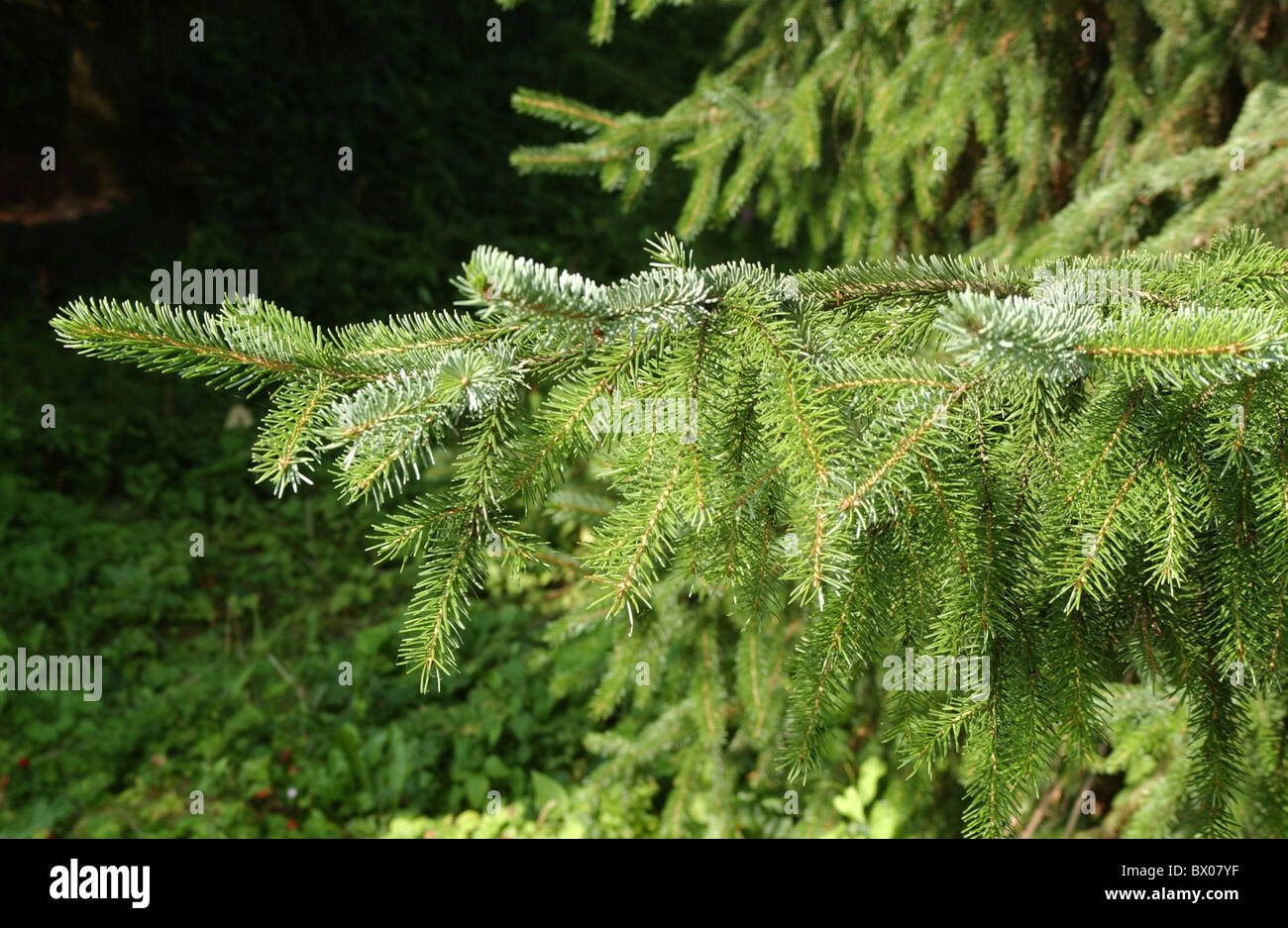 branches botany detail spruce conifers conifers trees needles brooches ...