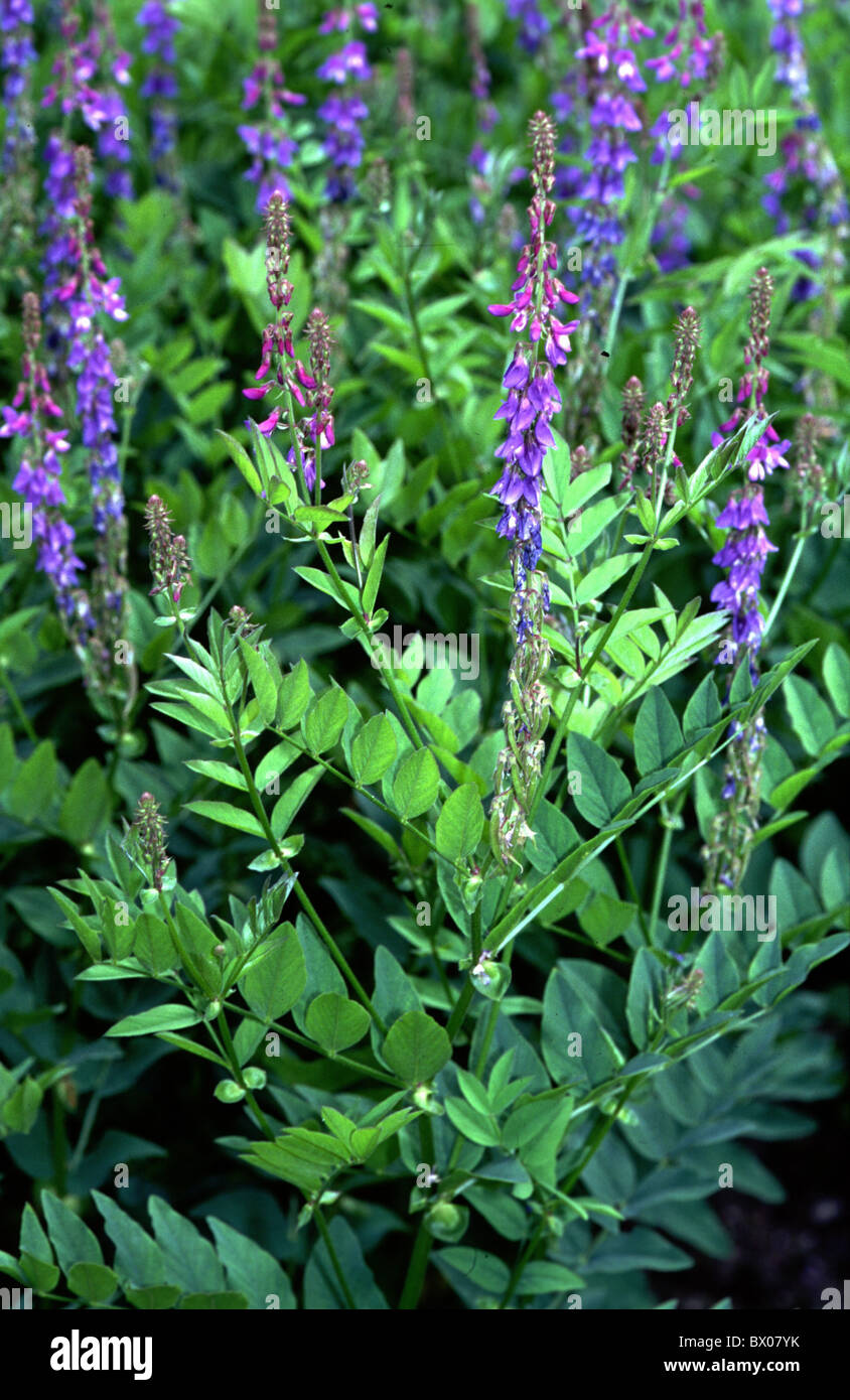 flowers blossom flourish mauve botany Cytisus nanny-goat clover nature ...