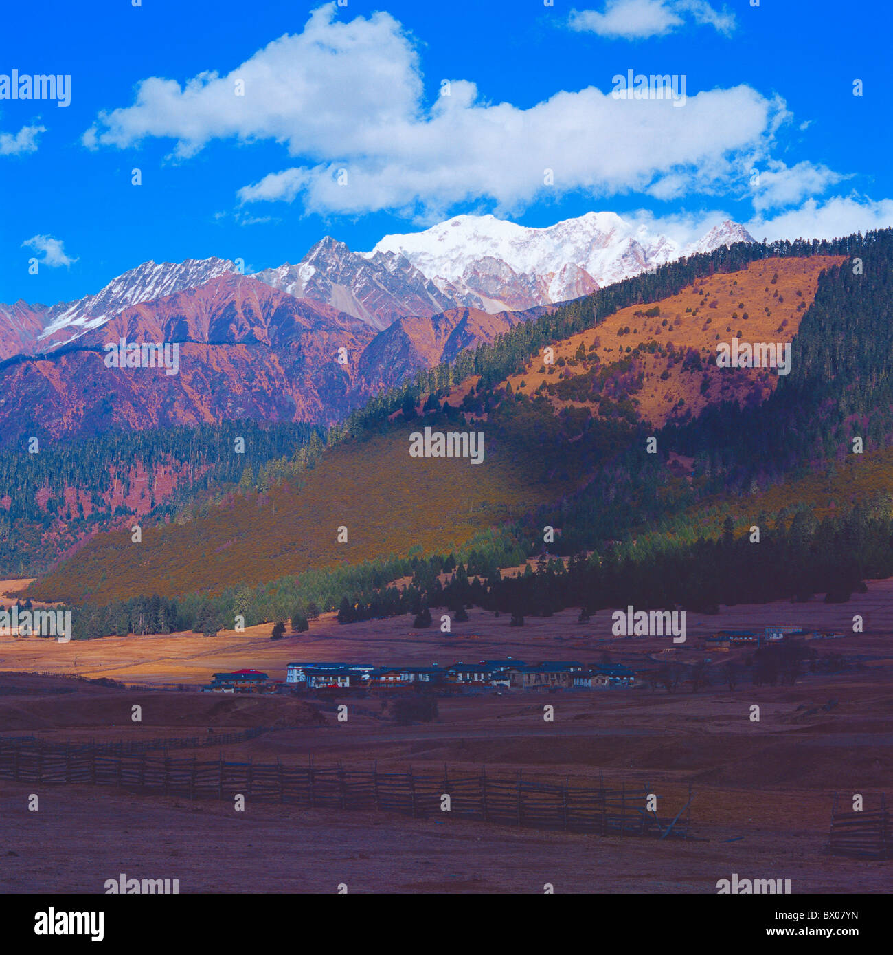 The lulang forest hi-res stock photography and images - Alamy