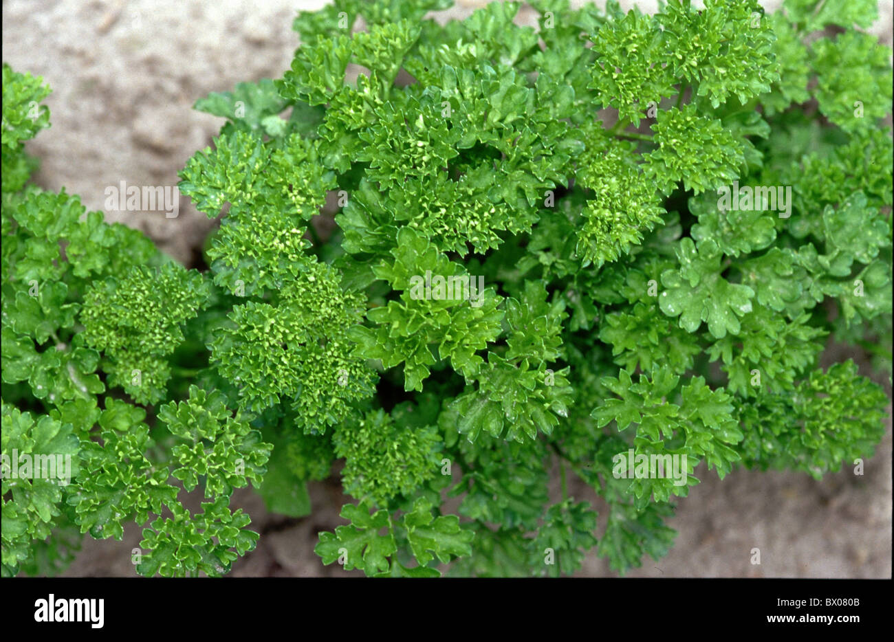 botany spice spices cooking boiling herbs tops medicine nature physical ...