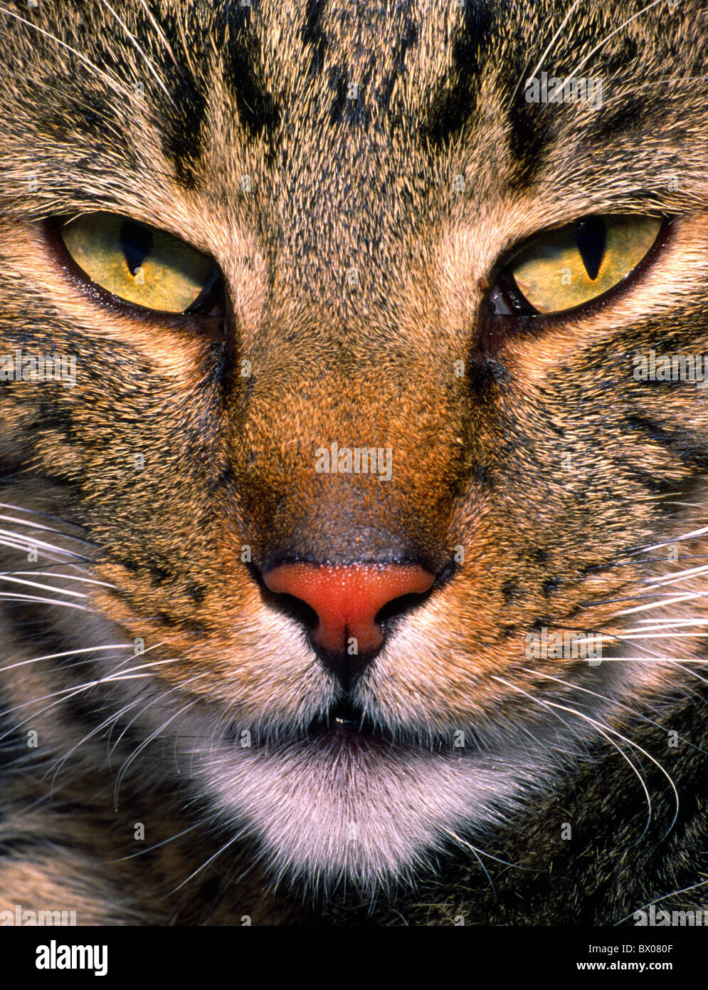 house cat domestic cat cat nature portrait animal beast Stock Photo - Alamy