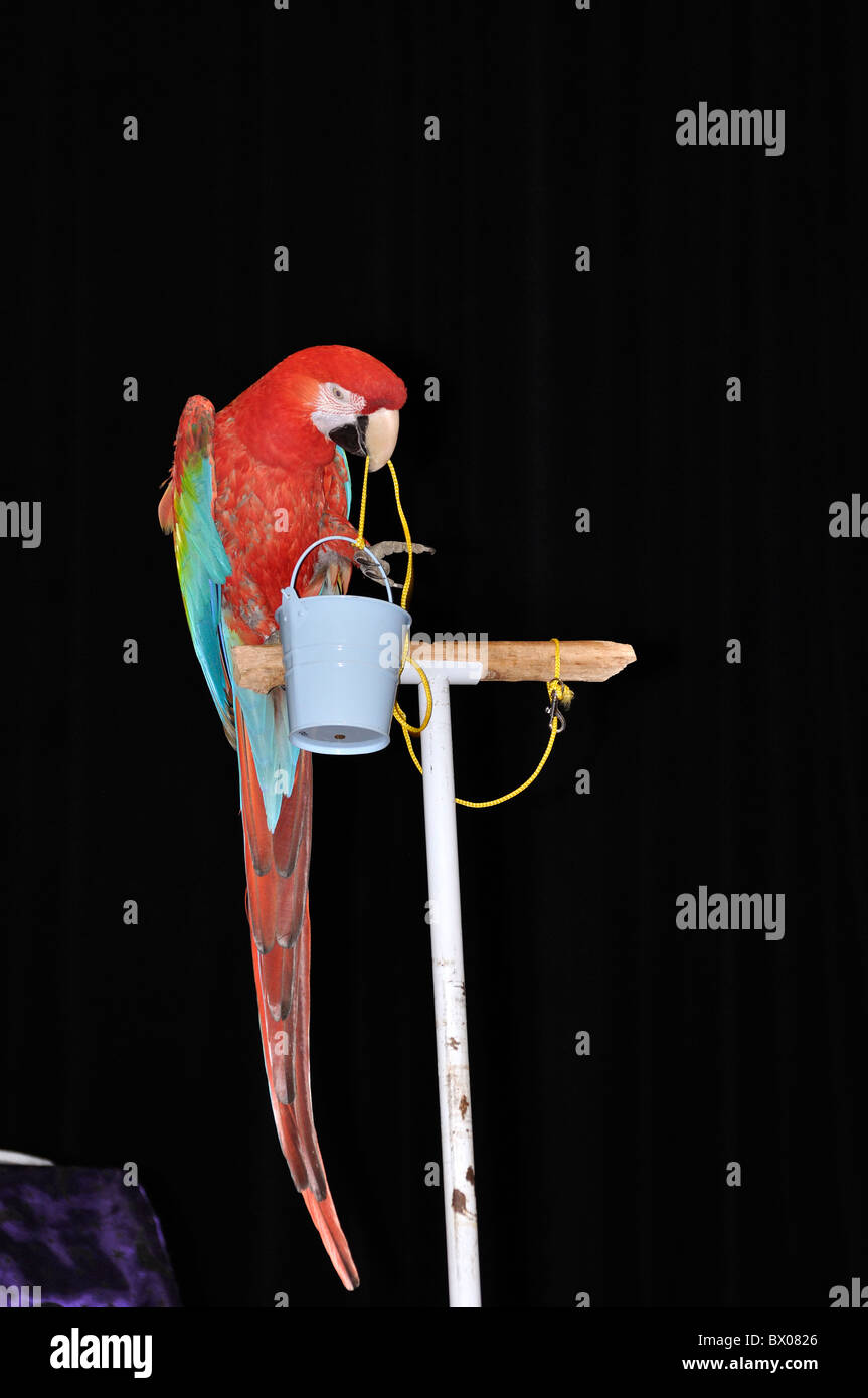 Trained parrots hi-res stock photography and images - Alamy