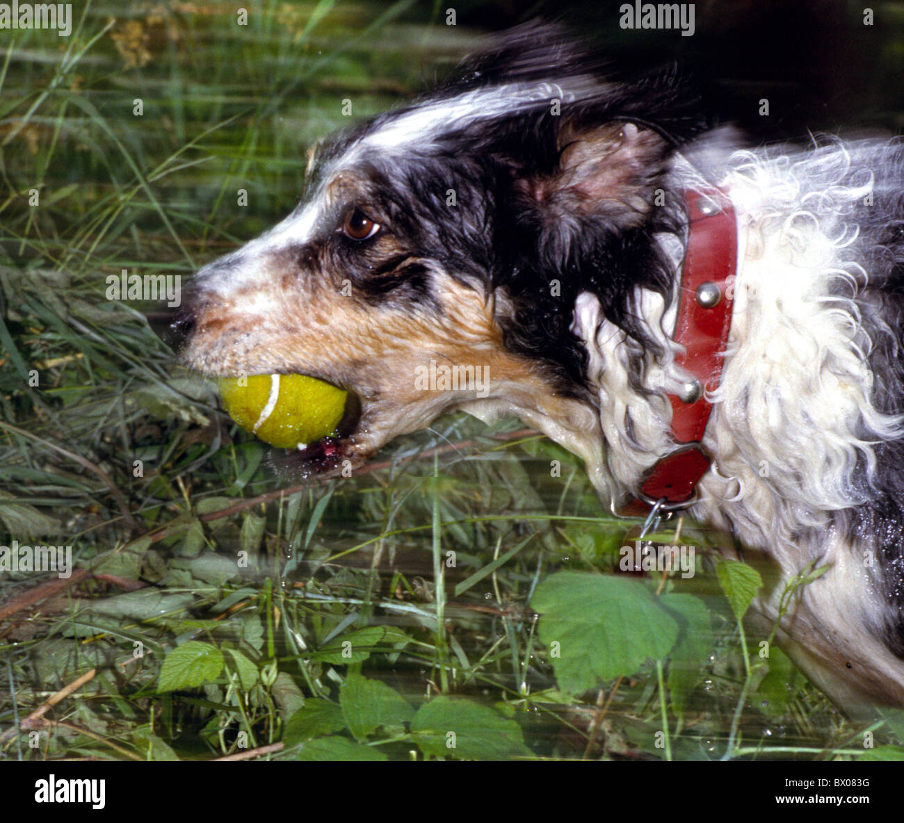 individual dog nature play game playfully animal beast Stock Photo - Alamy