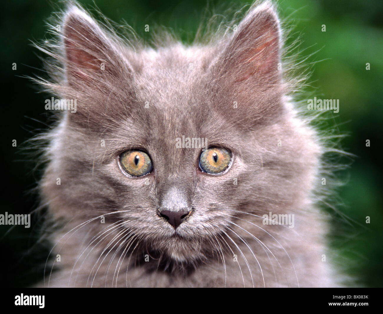 emotion joy happily cheerfully feeling emotion kitten cat amusing ...