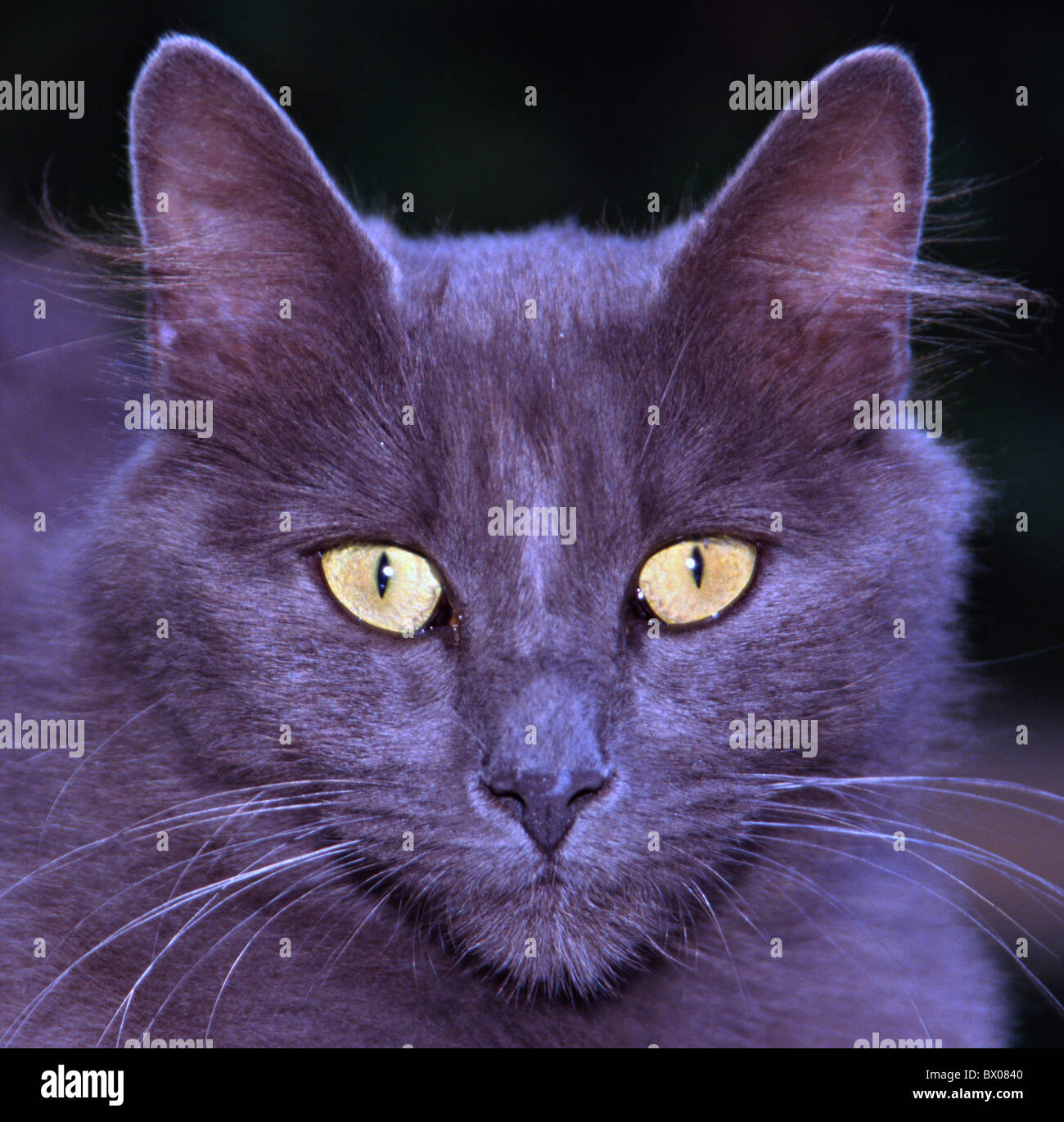 Night beast hi-res stock photography and images - Alamy