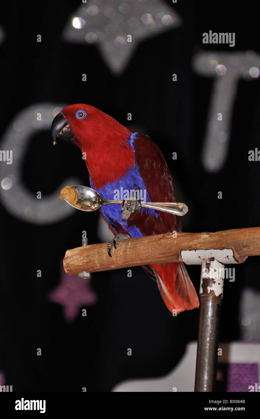 Trained parrots hi-res stock photography and images - Alamy