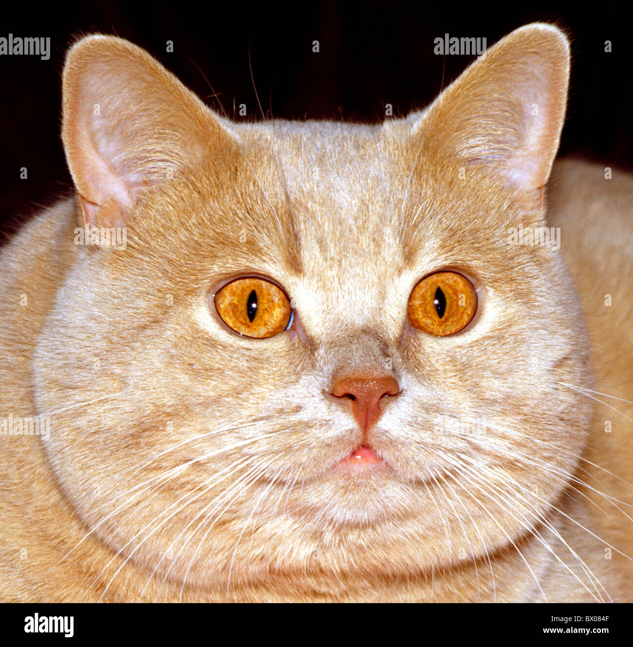 eye thick cat plump nature portrait animal beast Stock Photo - Alamy