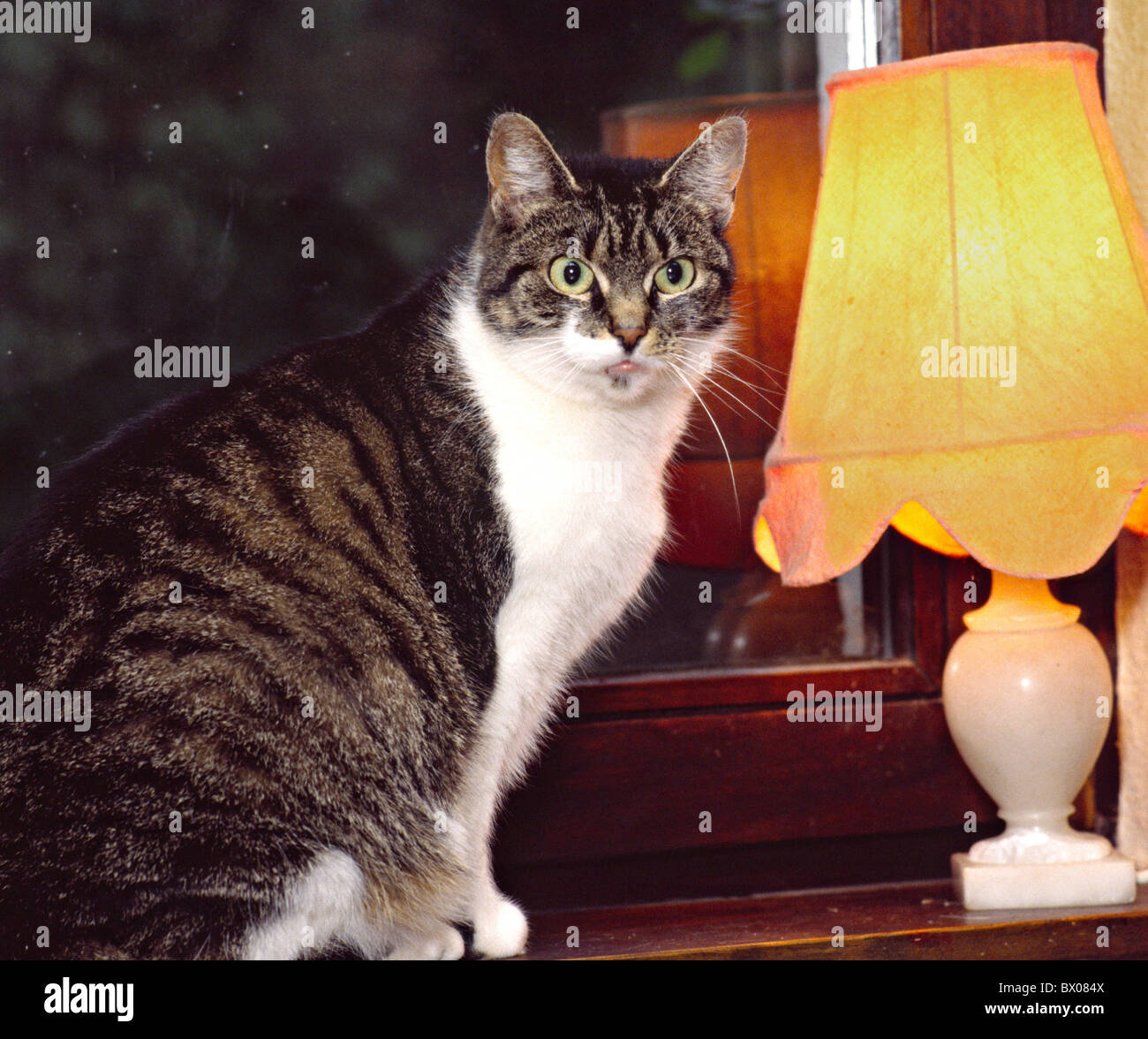 architecture lighting window comfortably house home cat light nature ...