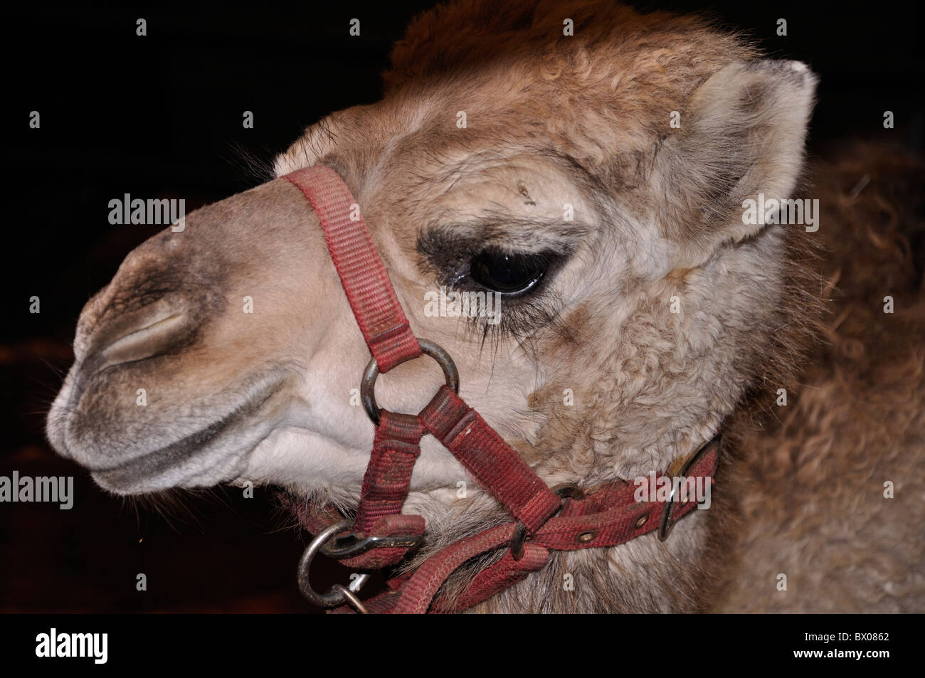 In muzzle hi-res stock photography and images - Alamy
