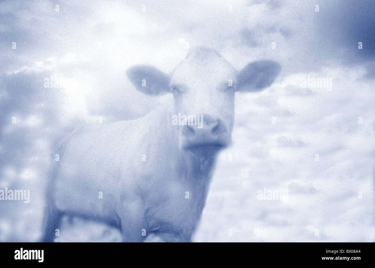 blue cow nature imagination droll surrealism animal beast dream Stock ...