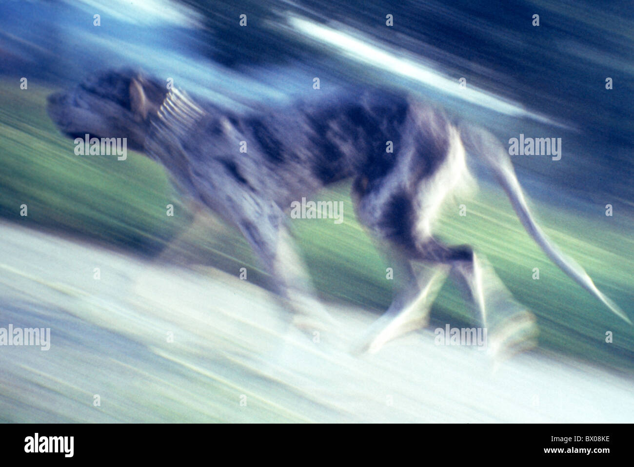 Watchfully hi-res stock photography and images - Alamy