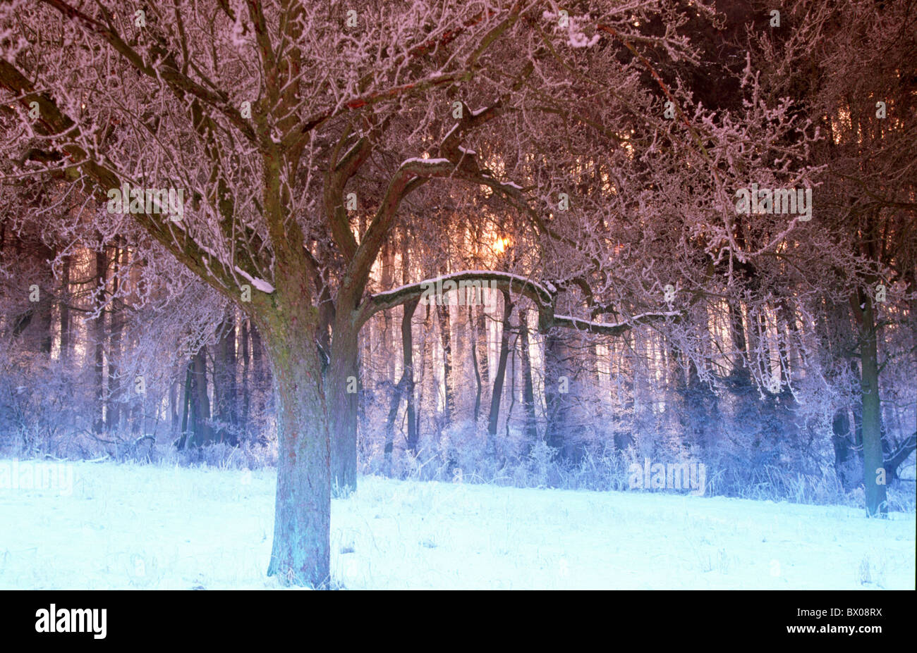 tree emotion peaceful feeling emotion back light season scenery light ...