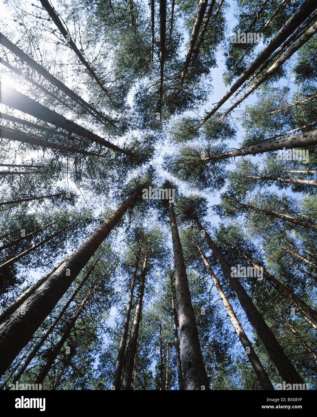 Tree tops hi-res stock photography and images - Alamy