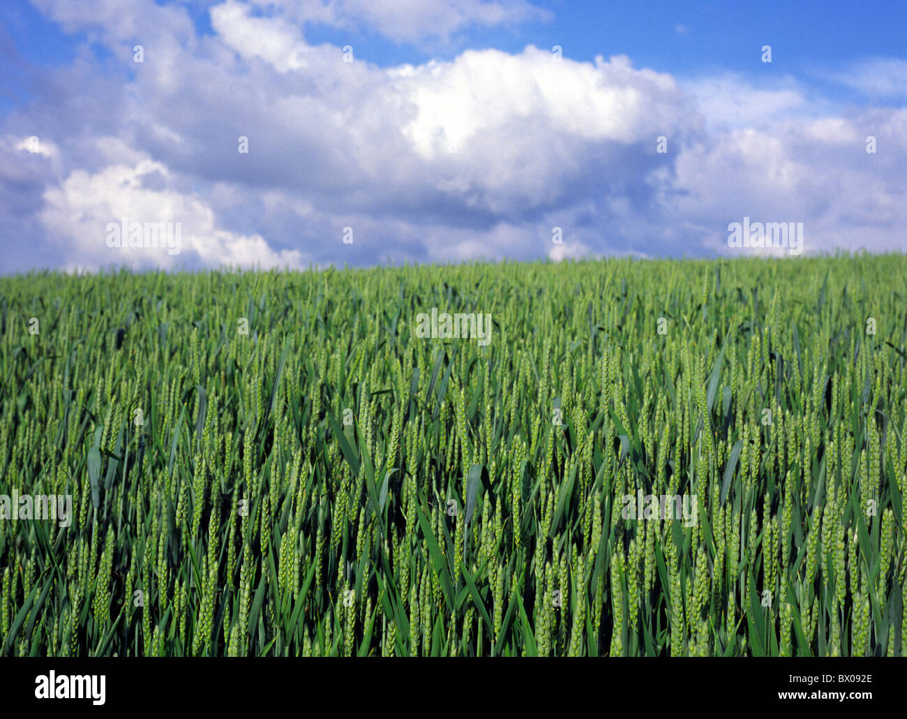 field spring grain sky season scenery agriculture nature plant meadow ...