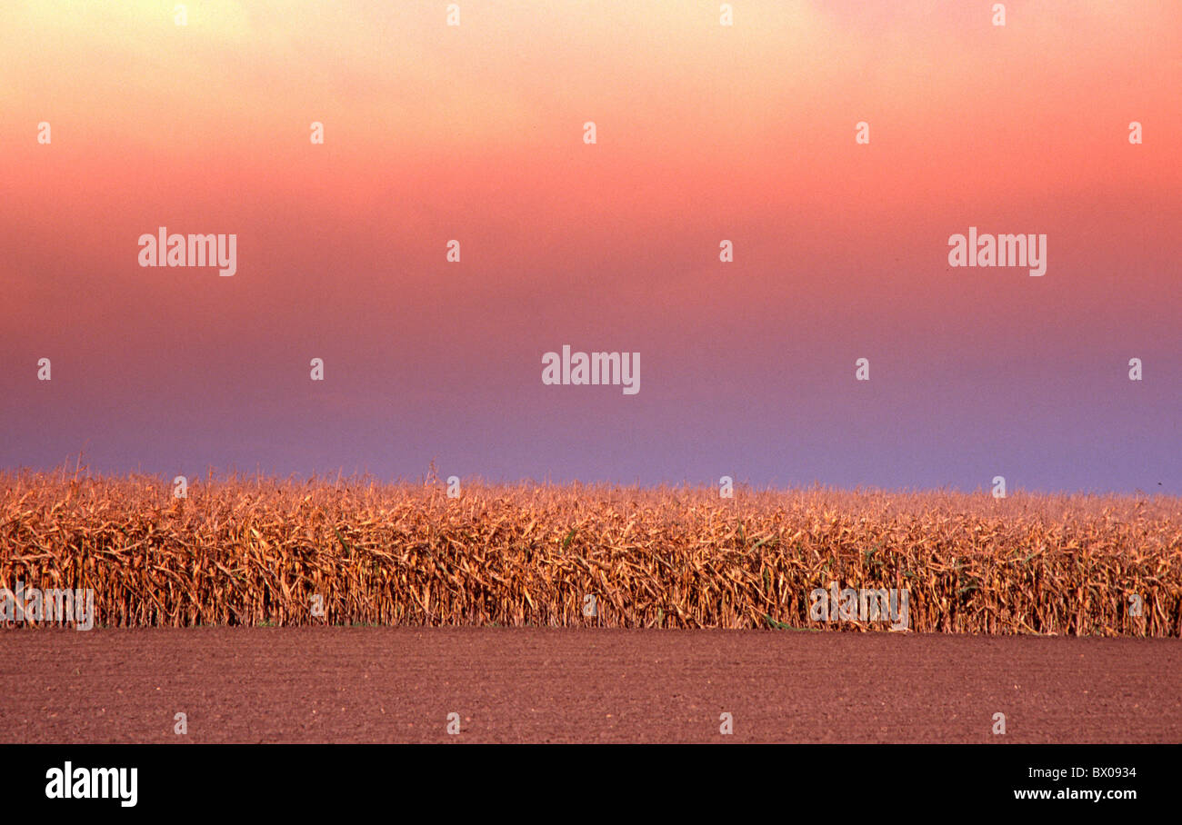 agriculture harvest crop field autumn season scenery agriculture light ...