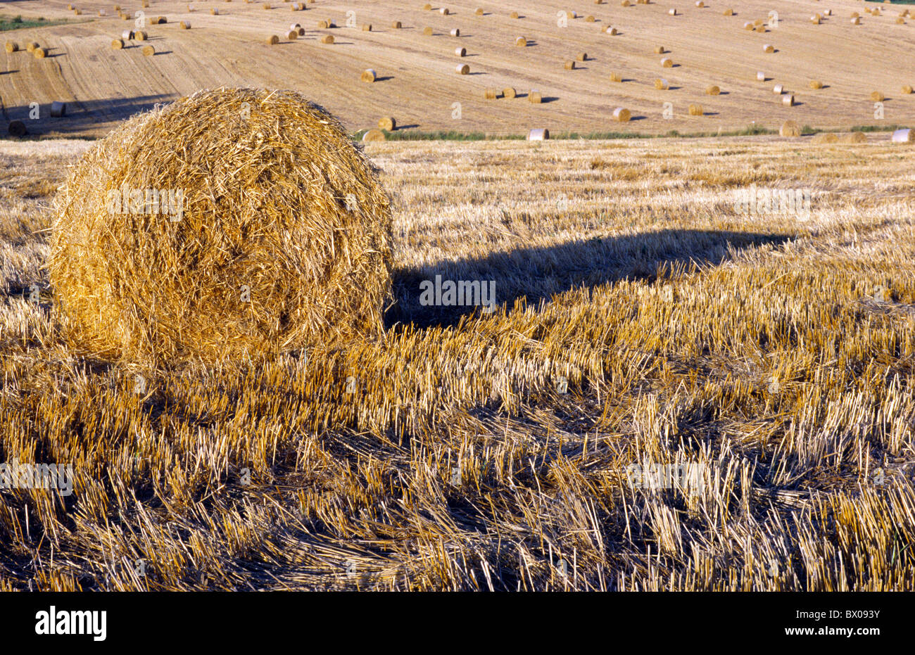 agriculture harvest crop field work season agriculture nature summer ...