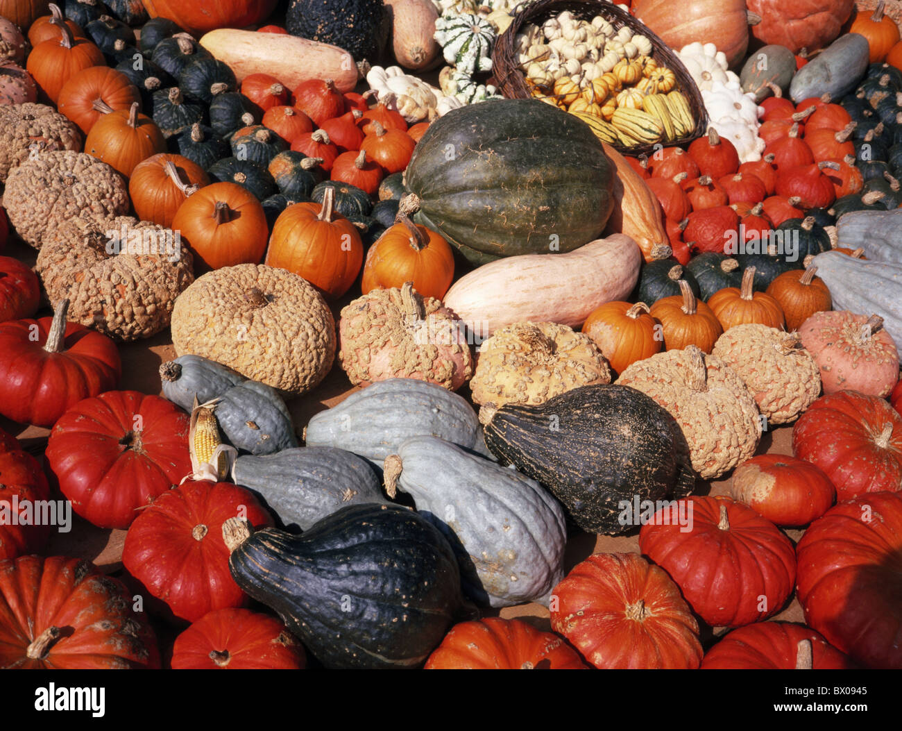 arrangement display picture-filling concept various vegetables pumpkin ...