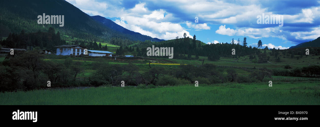 The lulang forest hi-res stock photography and images - Alamy