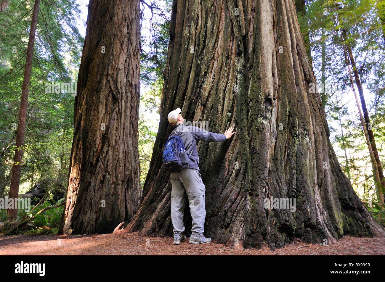 Redwoods National Park, California, USA Stock Photo - Alamy