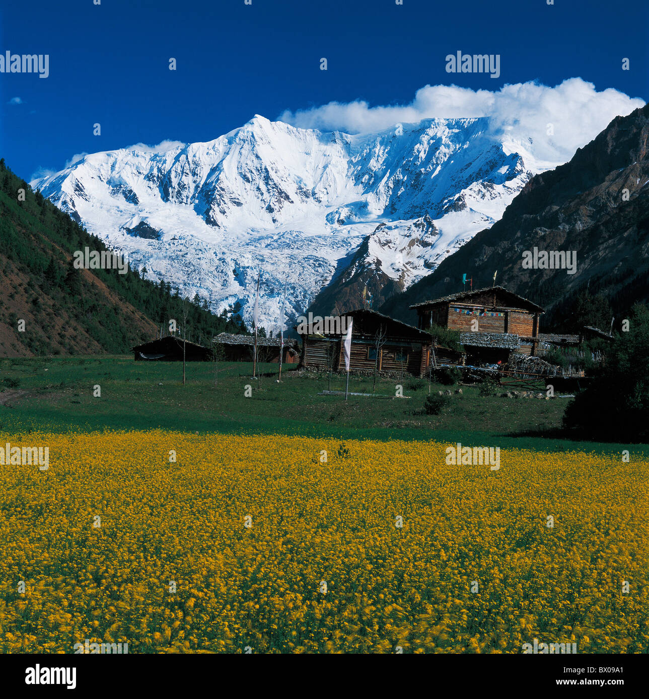 Midui Glacier, Nyingchi, Tibet, China Stock Photo - Alamy