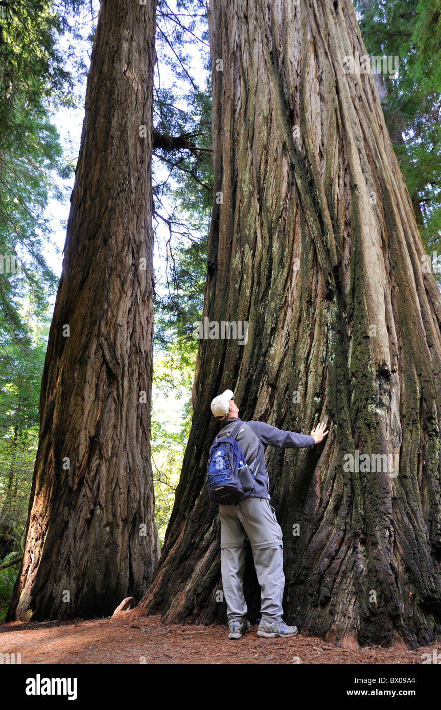 Man looking redwood trees hi-res stock photography and images - Alamy