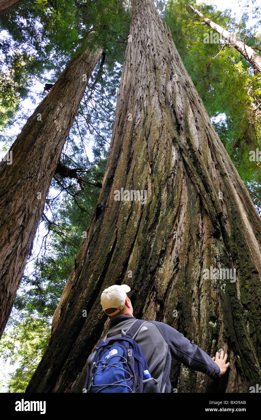 Man looking redwood trees hi-res stock photography and images - Alamy
